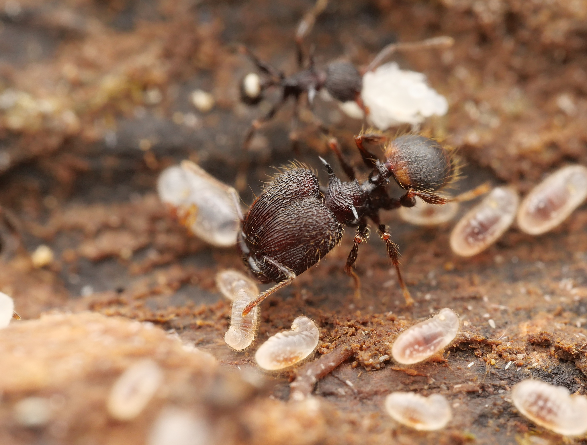 The astonishing ant diversity of Papua New Guinea – Myrmecological News ...