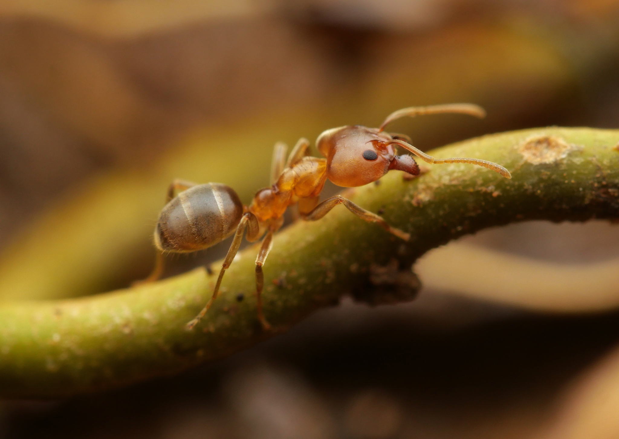 The astonishing ant diversity of Papua New Guinea – Myrmecological News ...