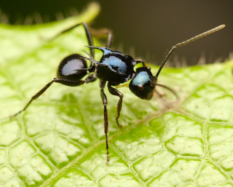 The astonishing ant diversity of Papua New Guinea – Myrmecological News ...