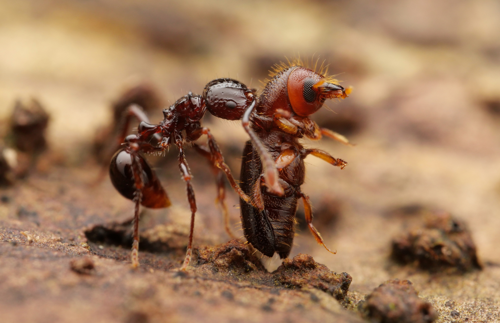 The astonishing ant diversity of Papua New Guinea – Myrmecological News ...