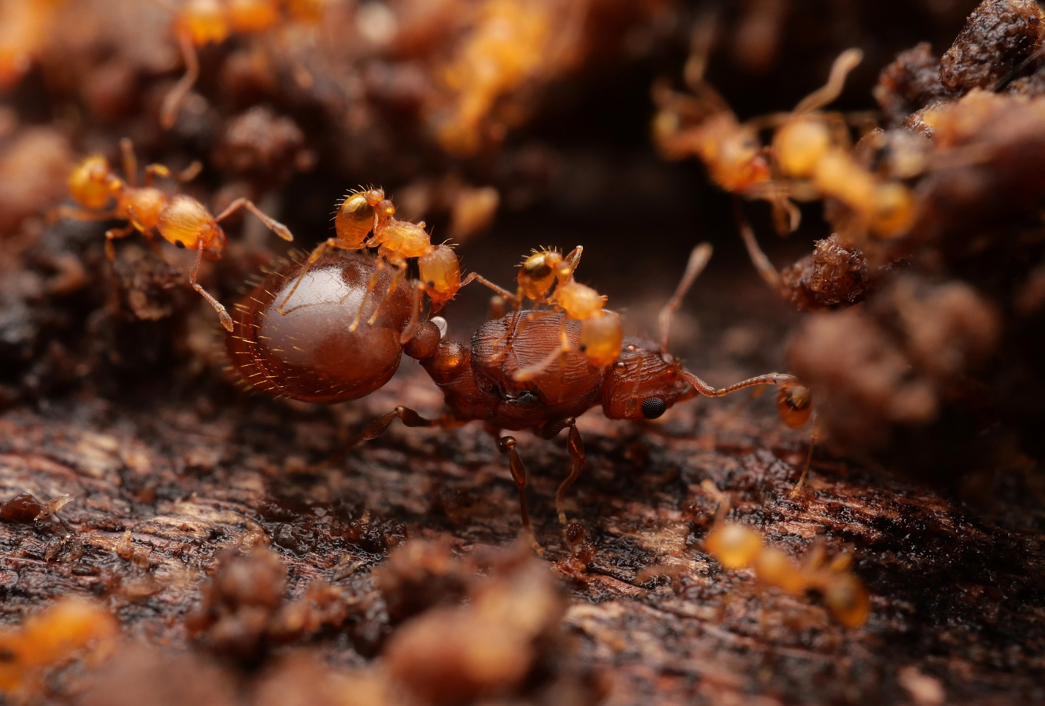 The astonishing ant diversity of Papua New Guinea – Myrmecological News ...