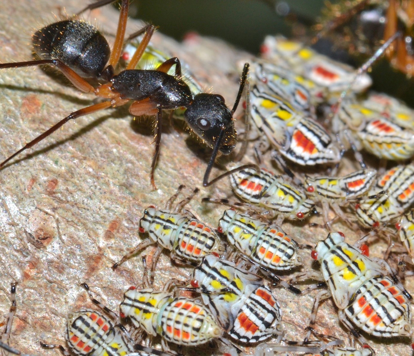 Dispersal performance and gene flow in ants: Landscape genetics in the ...