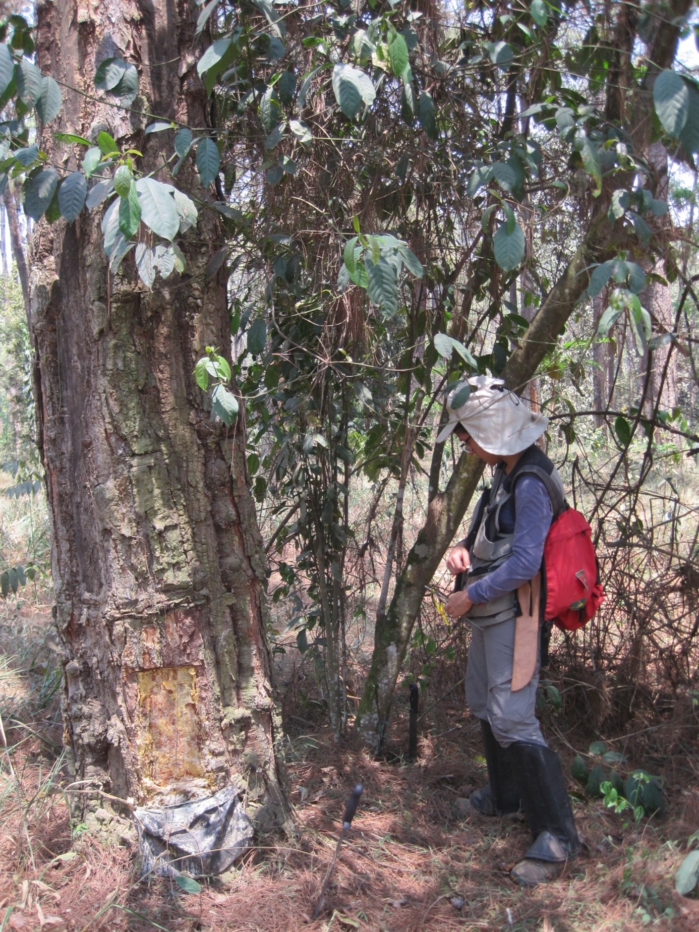 Dispersal performance and gene flow in ants: Landscape genetics in the ...