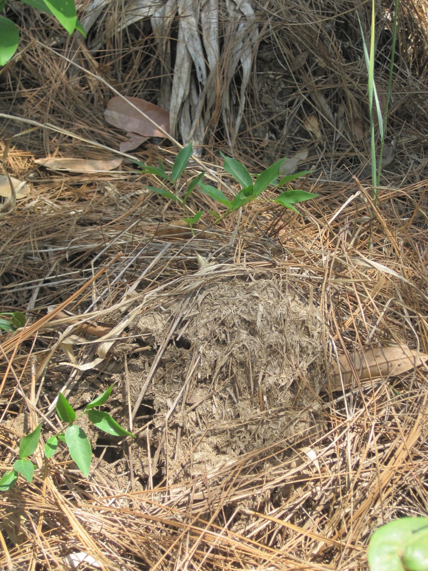 Dispersal performance and gene flow in ants: Landscape genetics in the ...