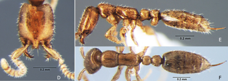 Three new species of the subterranean, enigmatic Leptanilla ants ...