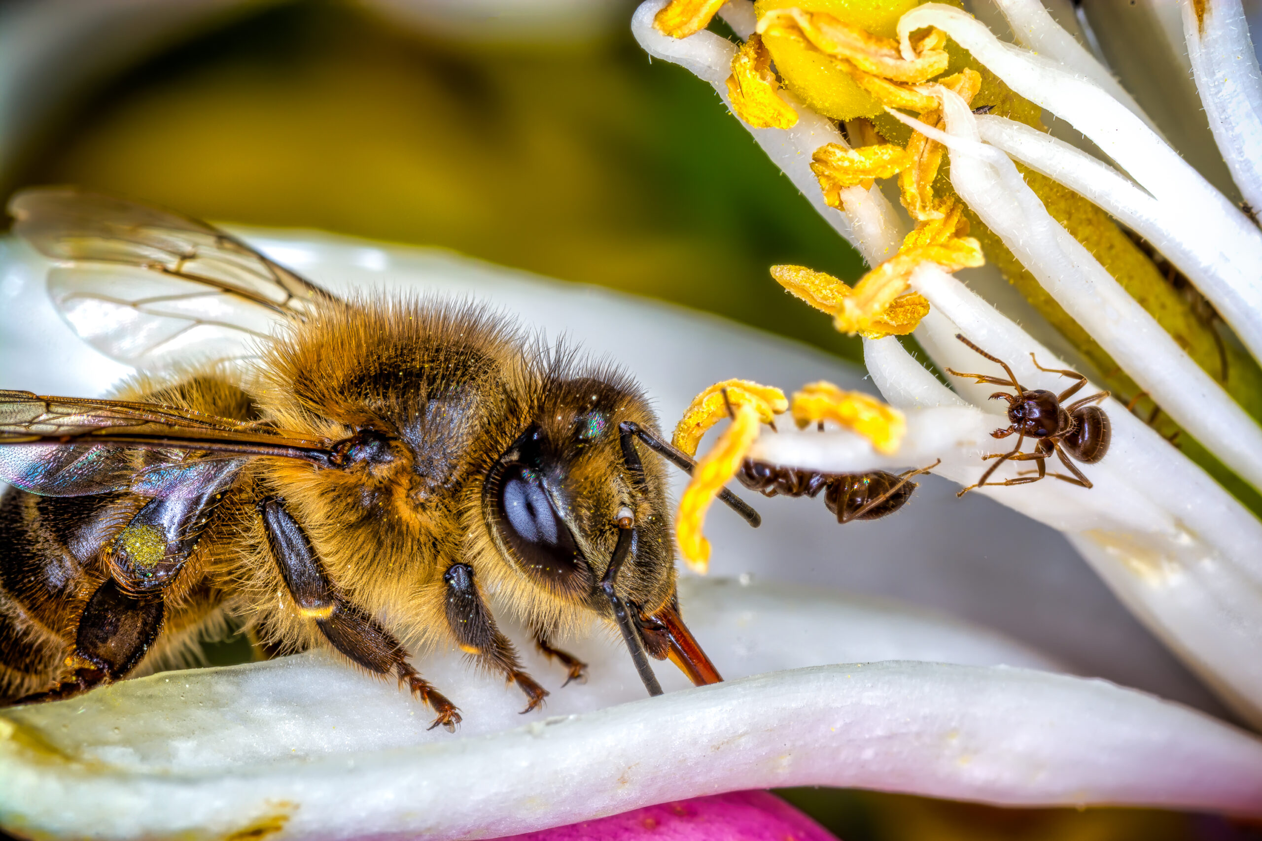 Ants as hosts of honeybee viruses – Myrmecological News Blog