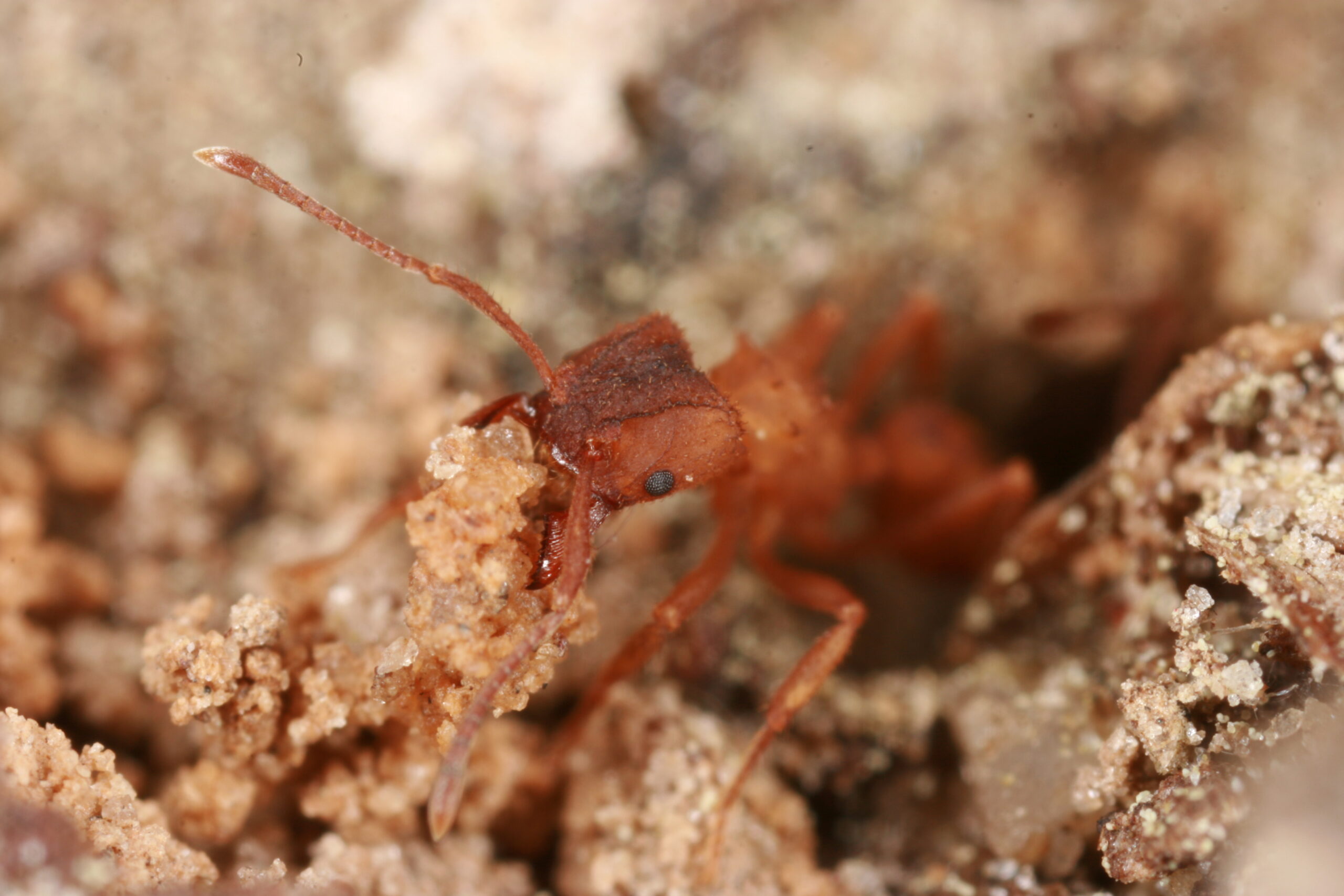 Ants as ecosystem engineers and providers of ecosystem services – Myrmecological News Blog