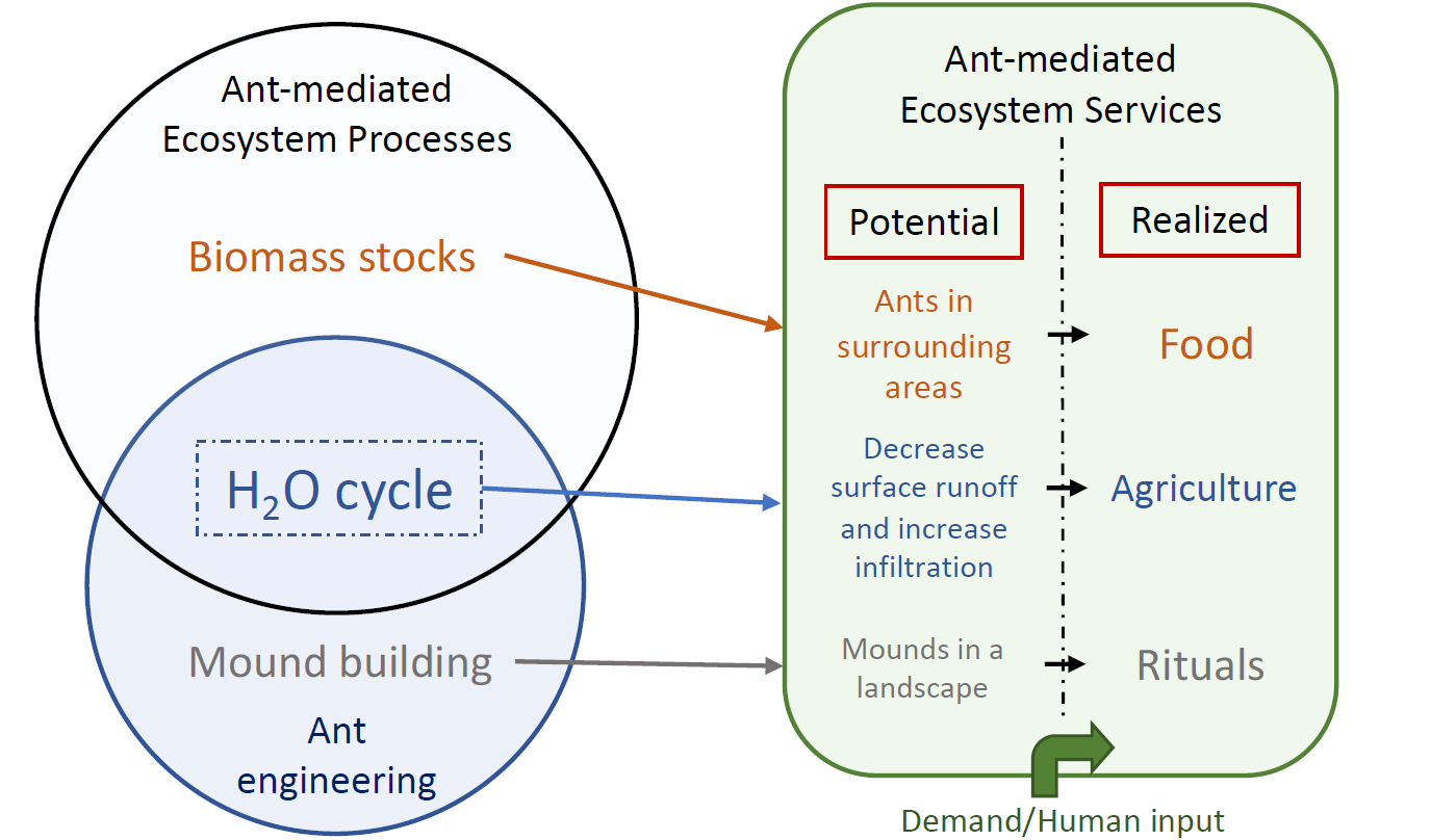 Ants as ecosystem engineers and providers of ecosystem services – Myrmecological News Blog