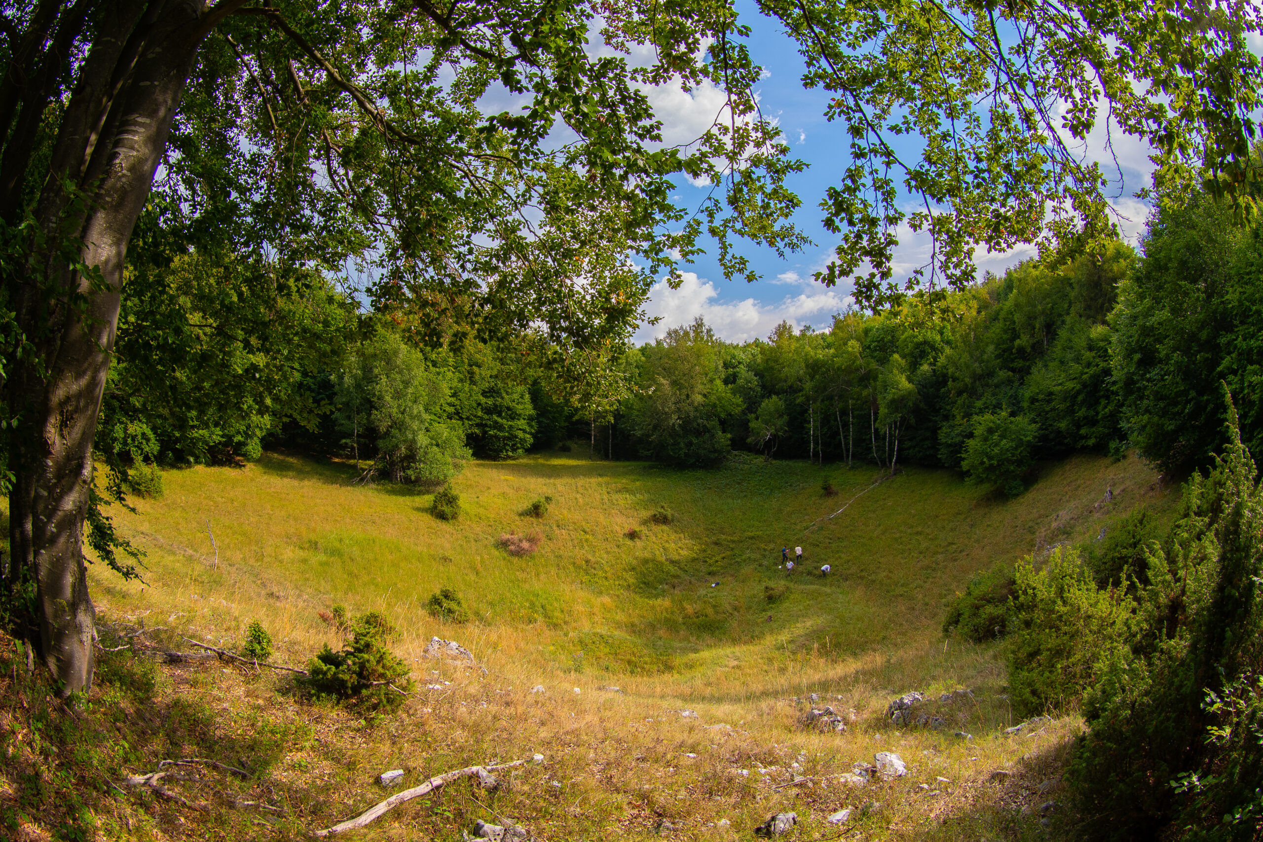 Comparing Myrmica ruginodis populations between dolines and surrounding ...
