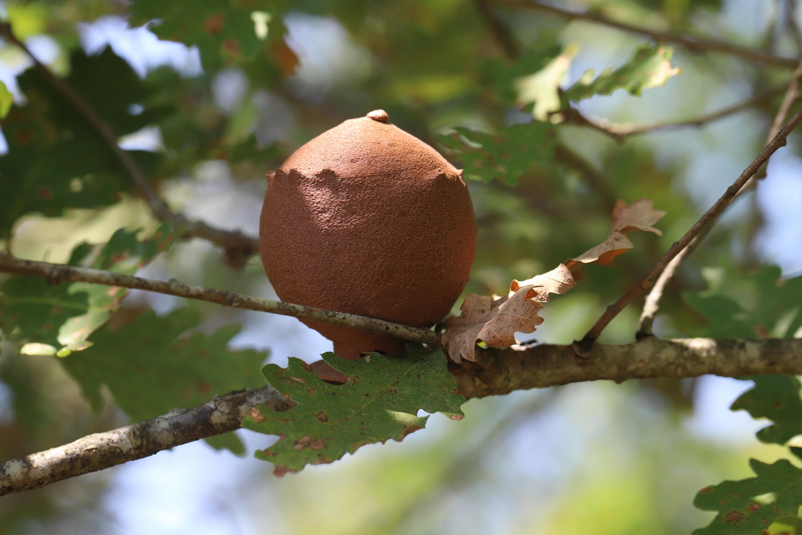 Can fake galls attract real helpers? – Myrmecological News Blog