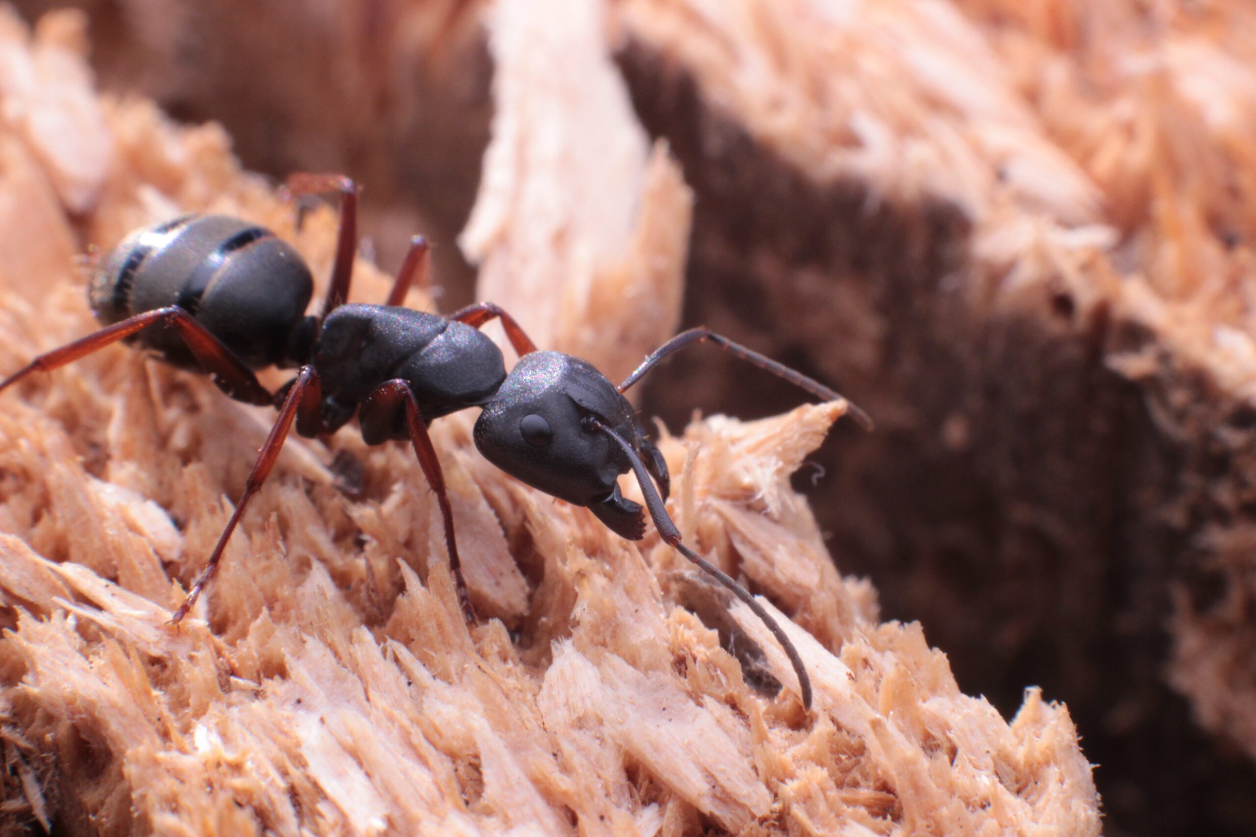 How do ants forage for food? Insights from red ants and Western ...