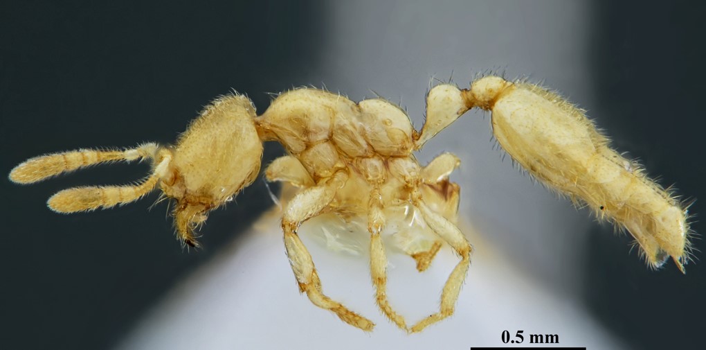 Integrative taxonomy uncovers a new genus and species – Myrmecological ...