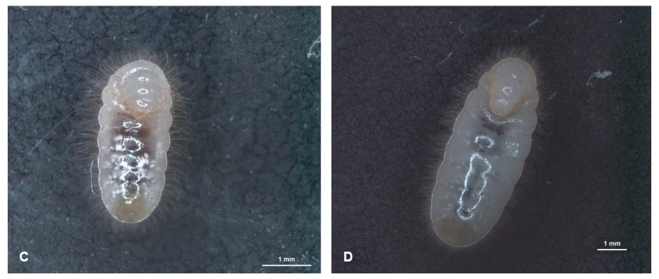 It’s In (the) Stars: Multiple methods needed to accurately map larval ...