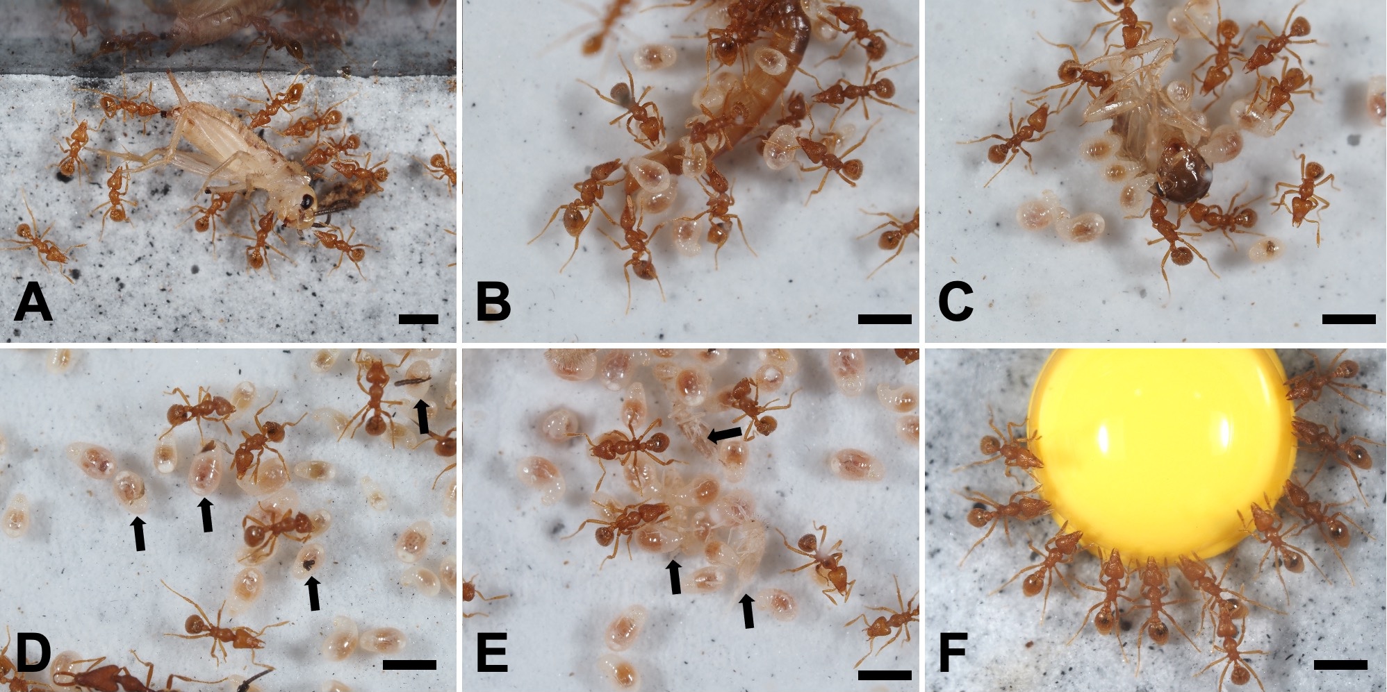 Strumigenys mutica confirmed to be a temporary social parasite of other Strumigenys species ...