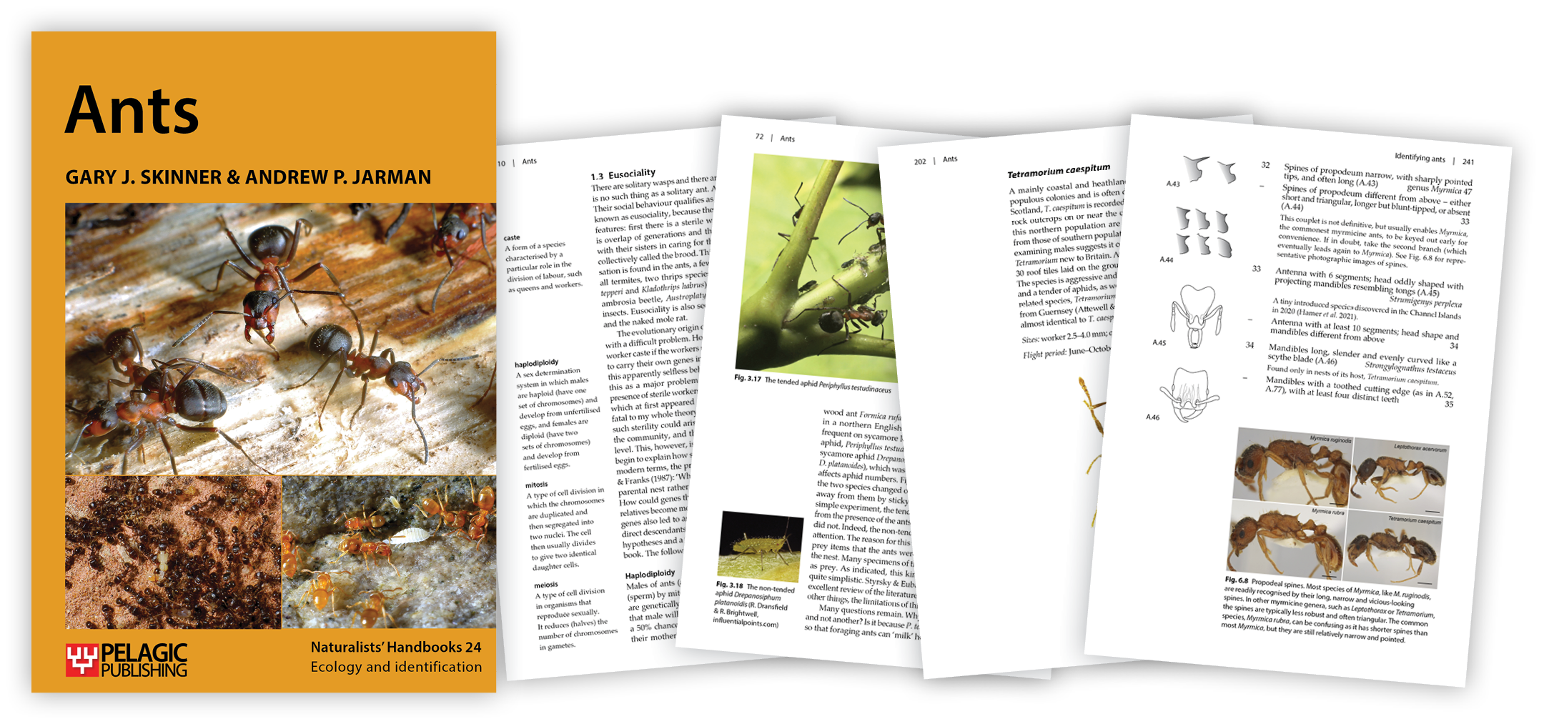 Book review: “Ants” – Myrmecological News Blog