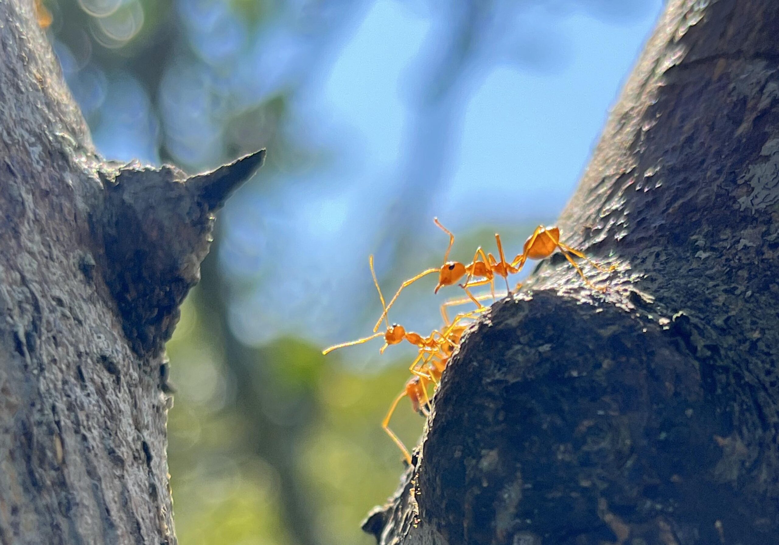 Sweet but not so simple: How sugar changes the temper of Asian weaver ...